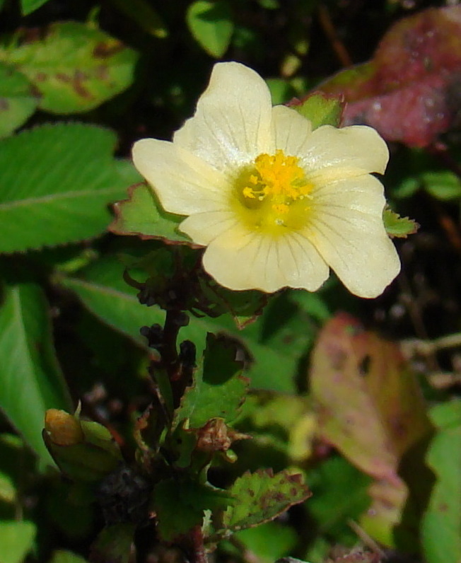 Common Fanpetals (MatBio: TREES & SHRUBS - Matanzas Biodiversity ...