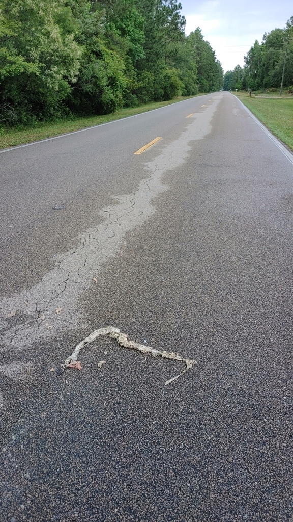Eastern Diamondback Rattlesnake in June 2021 by Scott Allen Davis ...