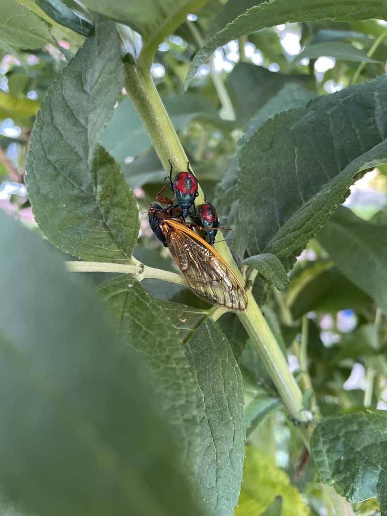 Florida Predatory Stink Bug from N Granada St, Arlington, VA, US on ...
