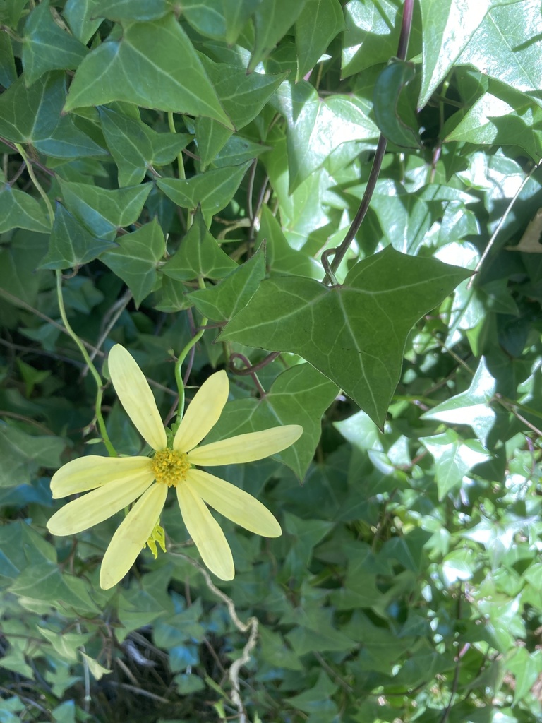 Wax Vine (Pezula Nature Retreat - Non-local Indigenous Species ...