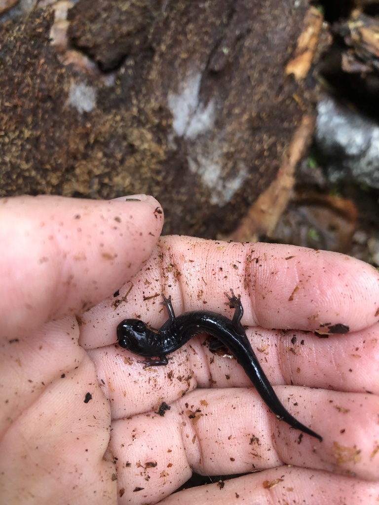 Southern Gray-cheeked Salamander from Pisgah National Forest, Clyde, NC ...