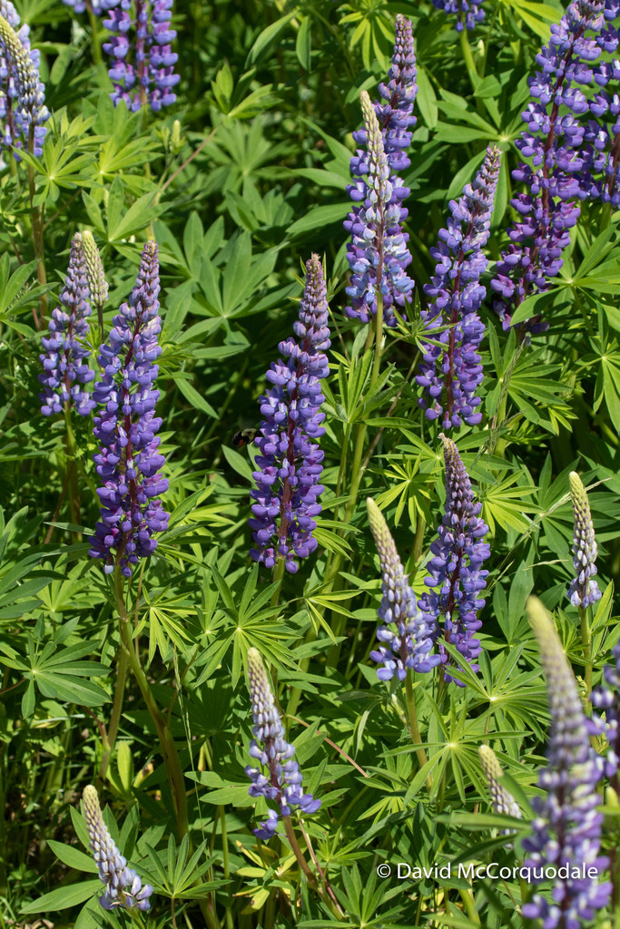 Large-leaved lupine (Lupinus polyphyllus) - Botanical Realm
