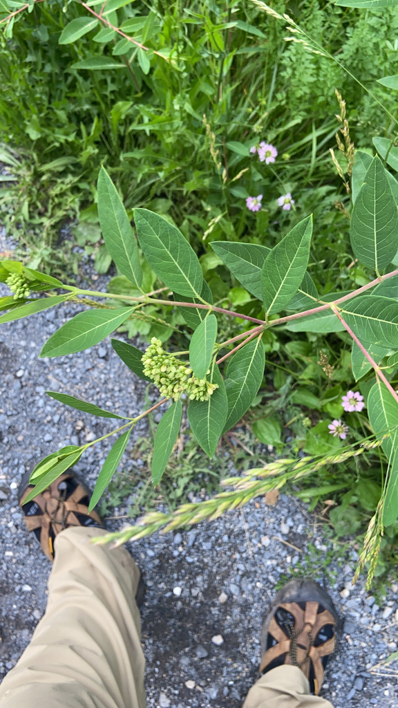 hemp dogbane from Bethlehem on June 12, 2021 at 07:49 PM by Will Yaeger ...