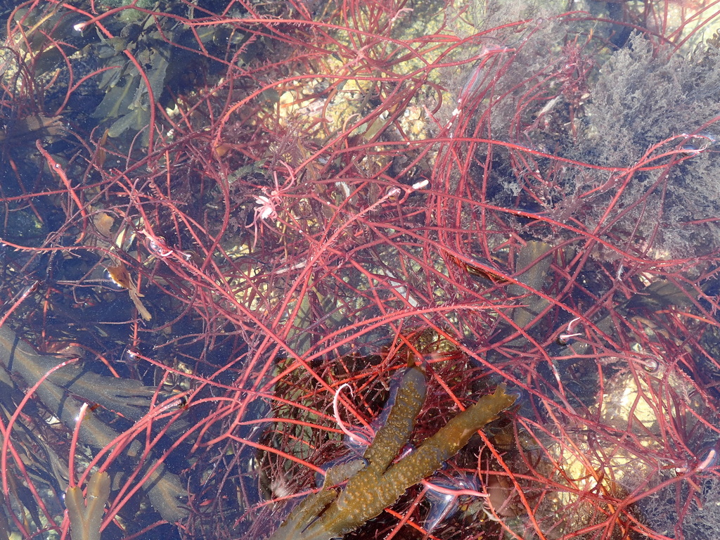 (Solieria chordalis) - Botanical Realm