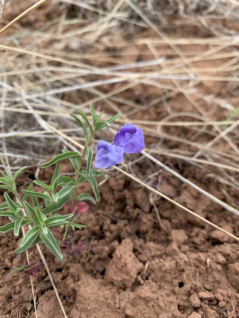 Narrowleaf Skullcap from Garfield County, WA, USA on June 9, 2021 at 02 ...