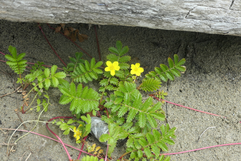 Pacific silverweed (Argentina pacifica) - Botanical Realm