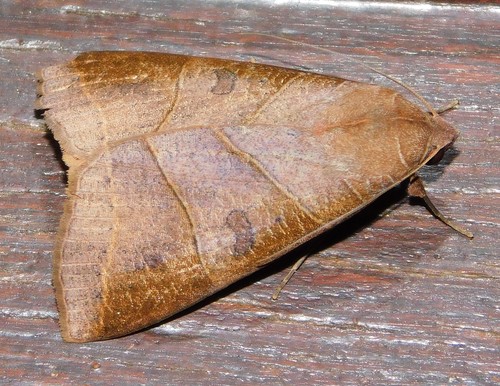 Thyas parallelipipeda · iNaturalist