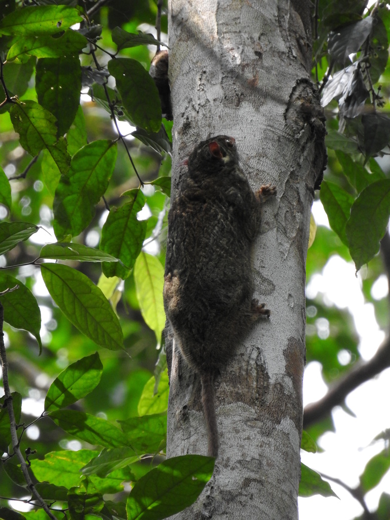 Anomalures (Anomaluridae) - Know Your Mammals