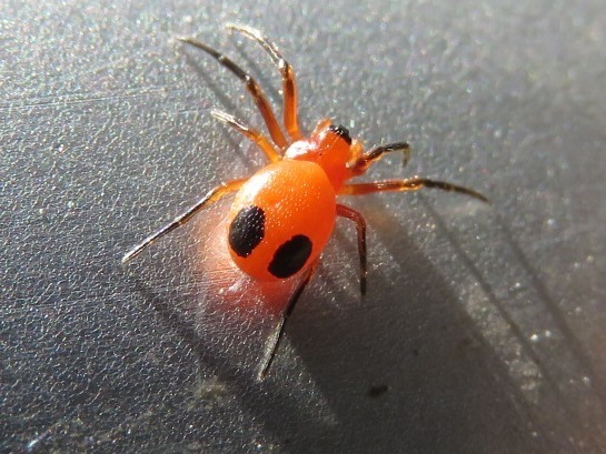 Hypsosinga sanguinea (Orb Weavers of Scandinavia (Araneidae)) · iNaturalist