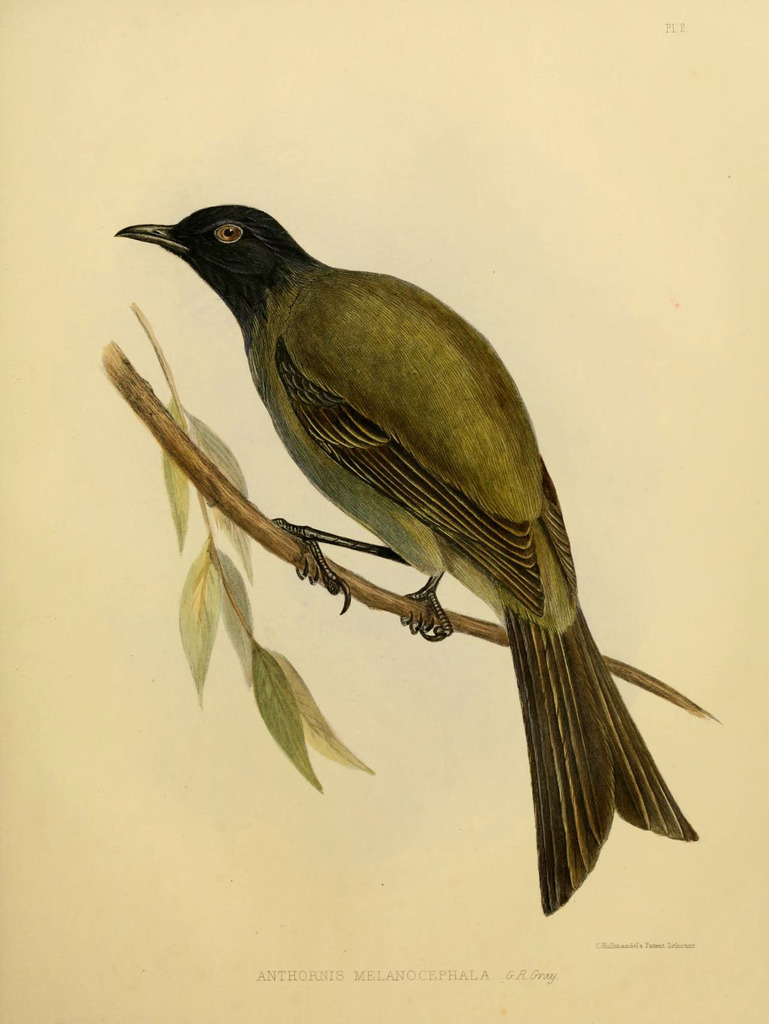 Chatham Bellbird (Anthornis melanocephala) - Avian Discovery