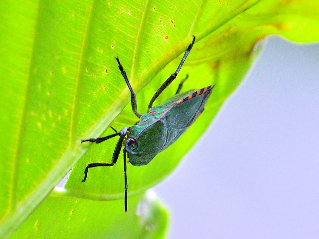 Giant Shield Bug from Yishun Park on May 14, 2021 at 10:38 AM by ...