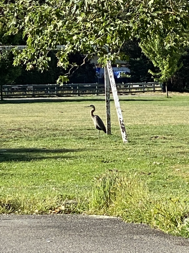 Great Blue Heron from Ragle Ranch Regional Park, Sebastopol, CA, US on ...