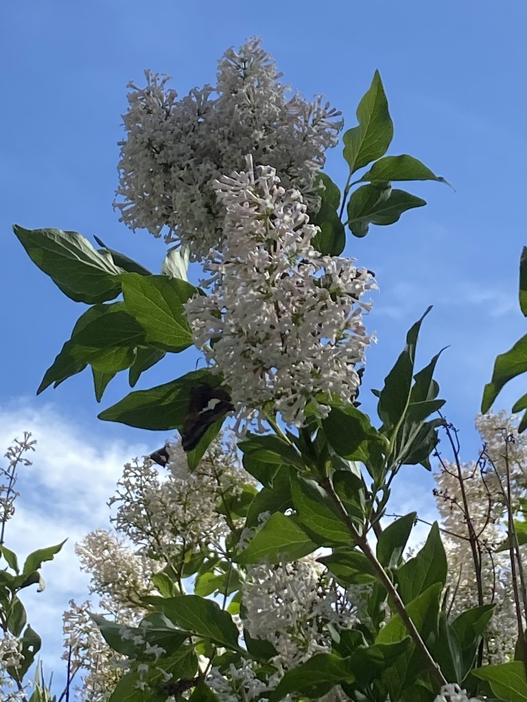 common lilac from Eighth St SW, Washburn, ND, US on June 12, 2021 at 04 ...