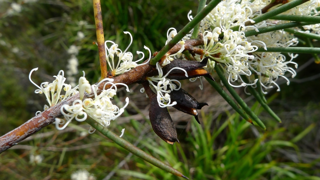 Small-fruit Hakea (Cloud Nine Plants) · iNaturalist