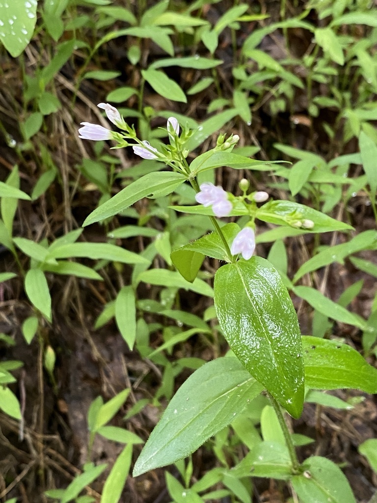 summer bluet from Montgomery County, MD, USA on June 12, 2021 at 01:45 ...