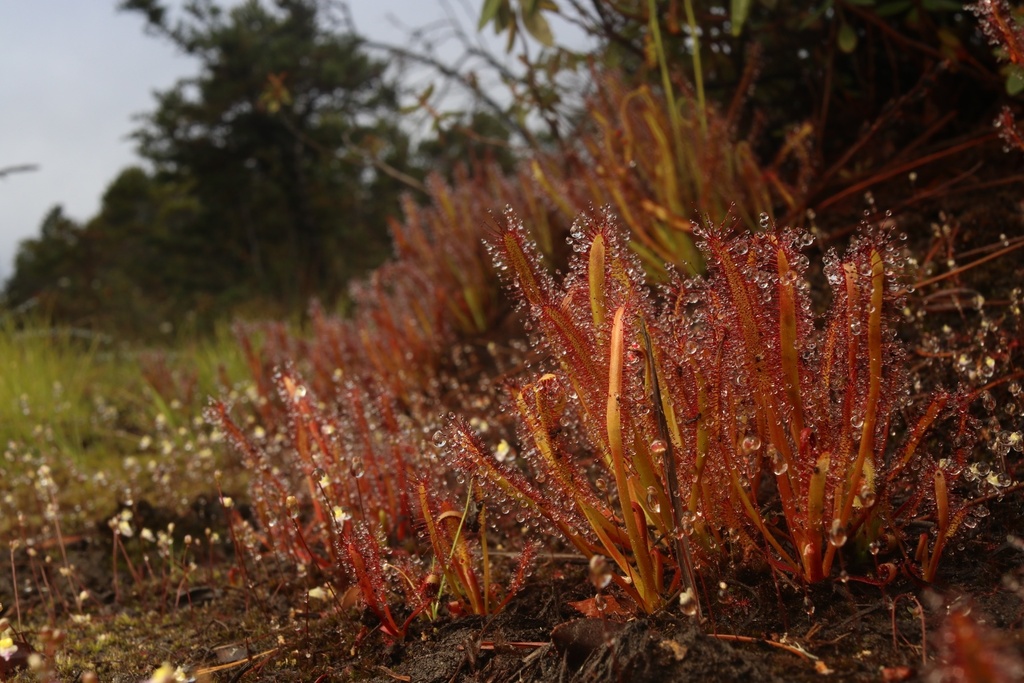 Cape Sundew in June 2021 by Zach Lim. Introduced and naturalized ...