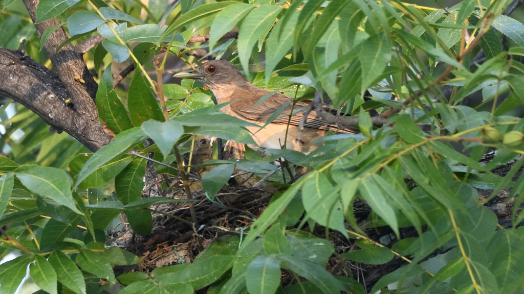 Clay-colored Thrush from Bustamante, Nuevo León, Mexico on June 11 ...