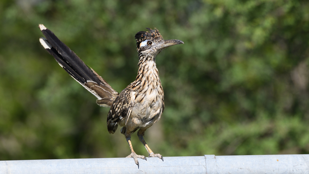 Greater Roadrunner from Bustamante, Nuevo León, Mexico on June 12, 2021 ...