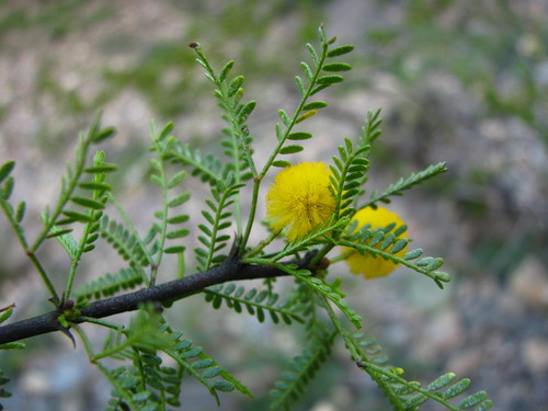Variety Acacia constricta vernicosa · iNaturalist