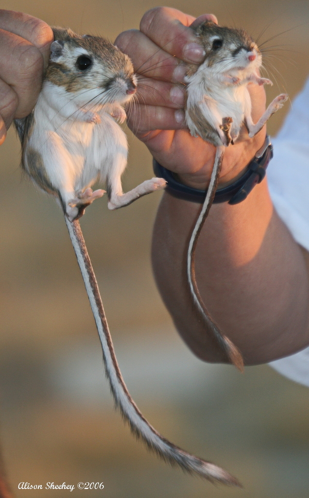 Giant Kangaroo Rat (Dipodomys ingens) - Know Your Mammals