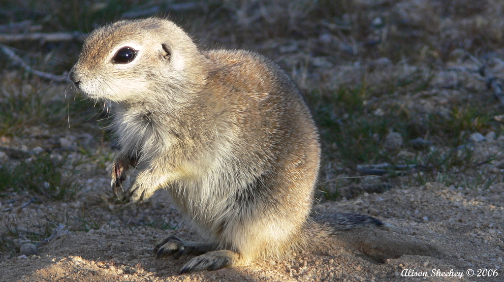 Mohave Ground Squirrel (Xerospermophilus mohavensis) - Know Your Mammals