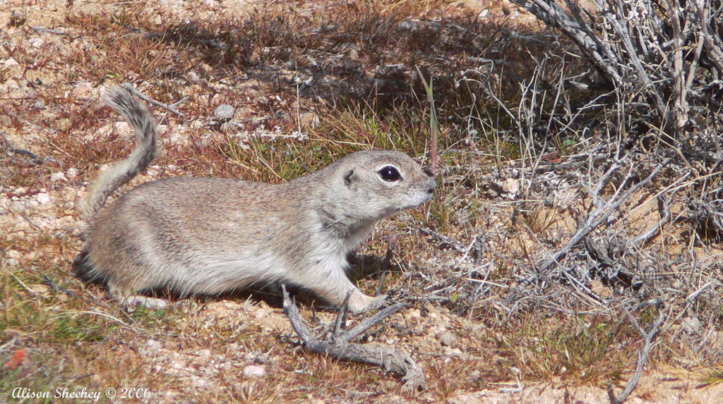 Mohave Ground Squirrel (Xerospermophilus mohavensis) - Know Your Mammals