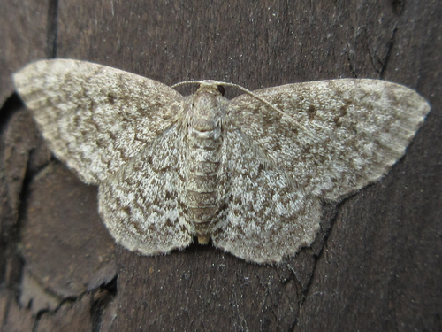 Hydrelia adesma · iNaturalist