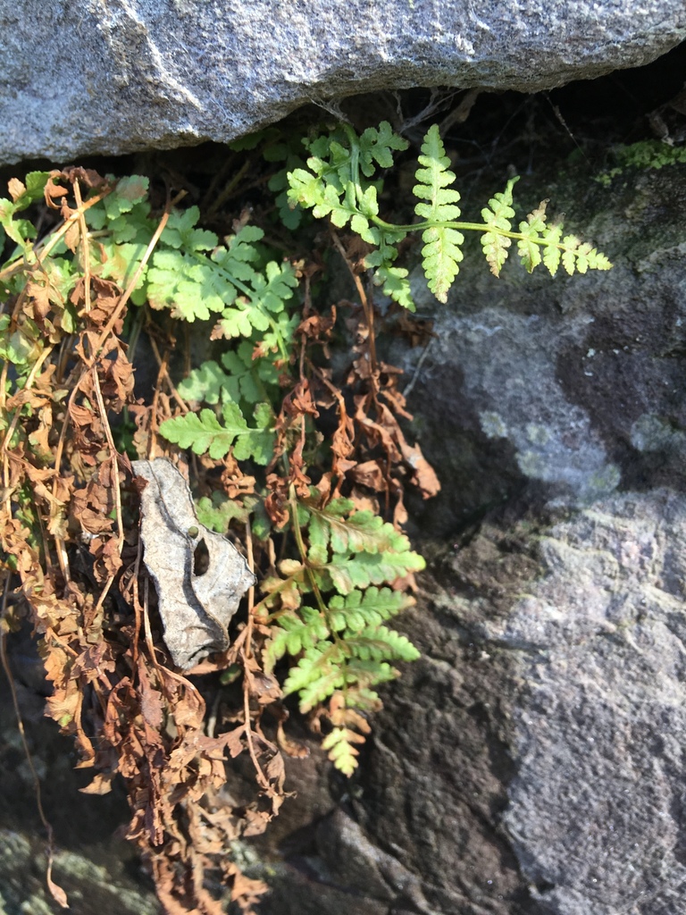 blunt woodsia from Chesapeake and Ohio Canal NHP, Tuscarora, MD, US on ...