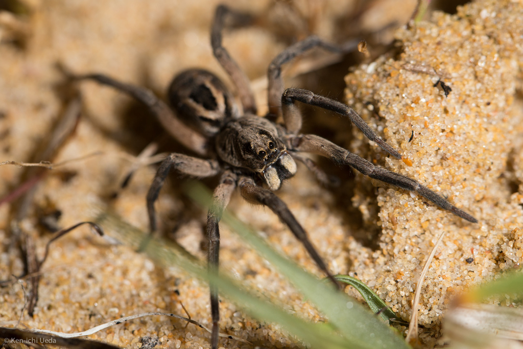 Union-Jack Wolf Spiders from Callo, New South Wales, Australia on ...