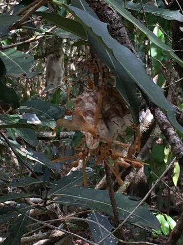 Belonogaster vadoni · iNaturalist