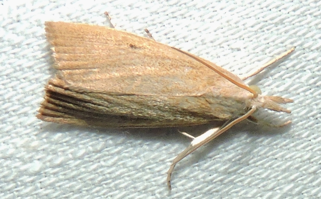 Chilo suppressalis from Cundletown NSW 2430, Australia on January 7 ...