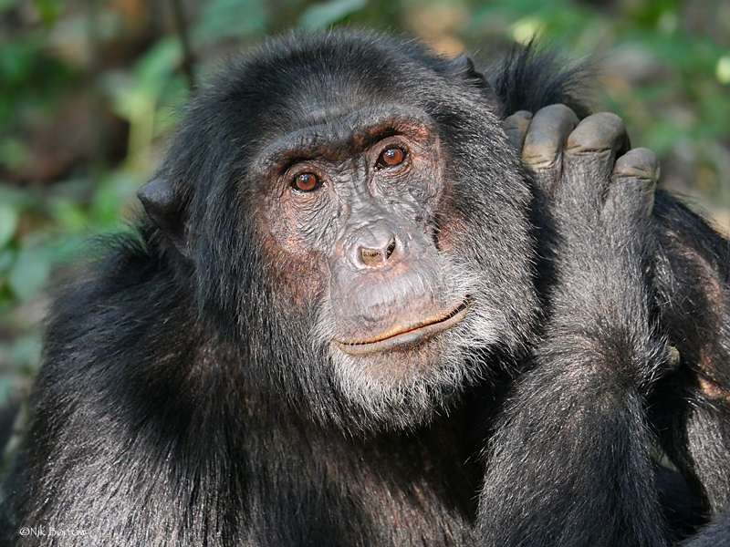 Great Apes (Hominidae) - Know Your Mammals