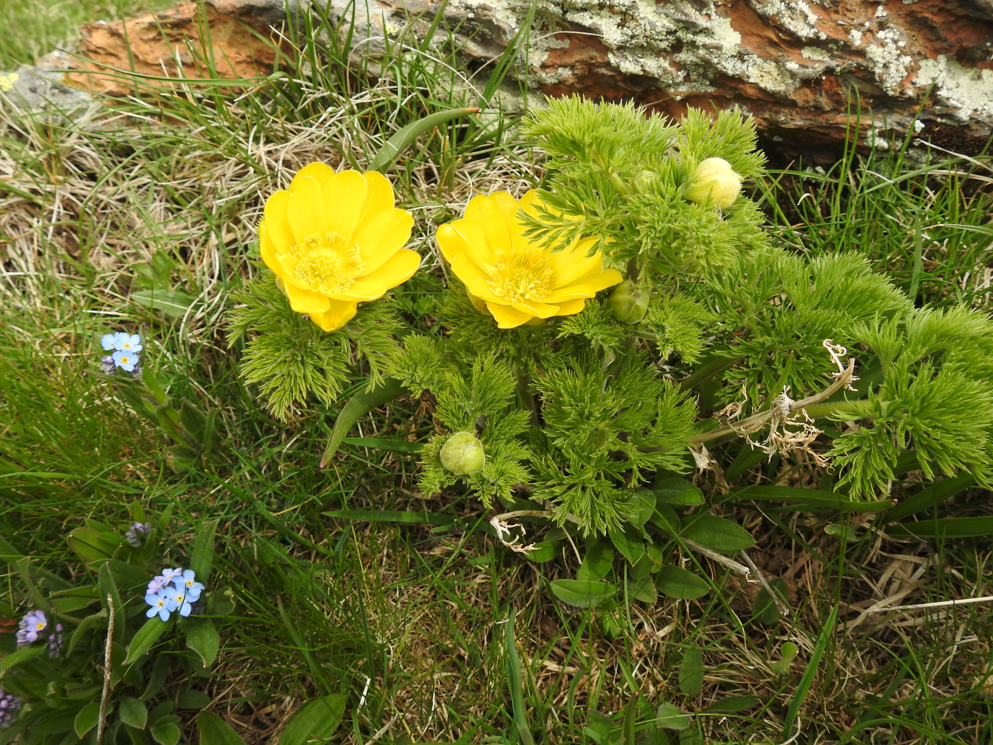 Adonis pyrenaica DC.
