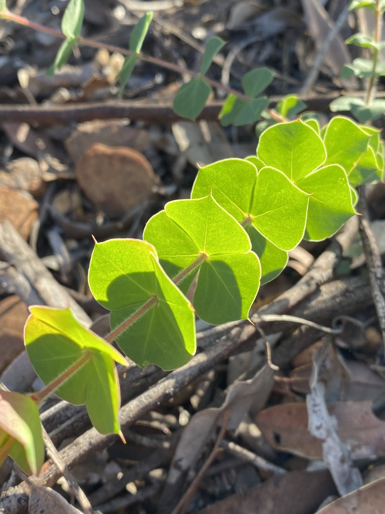 spiny bush-pea from Helidon QLD 4344, Australia on June 13, 2021 at 08: ...