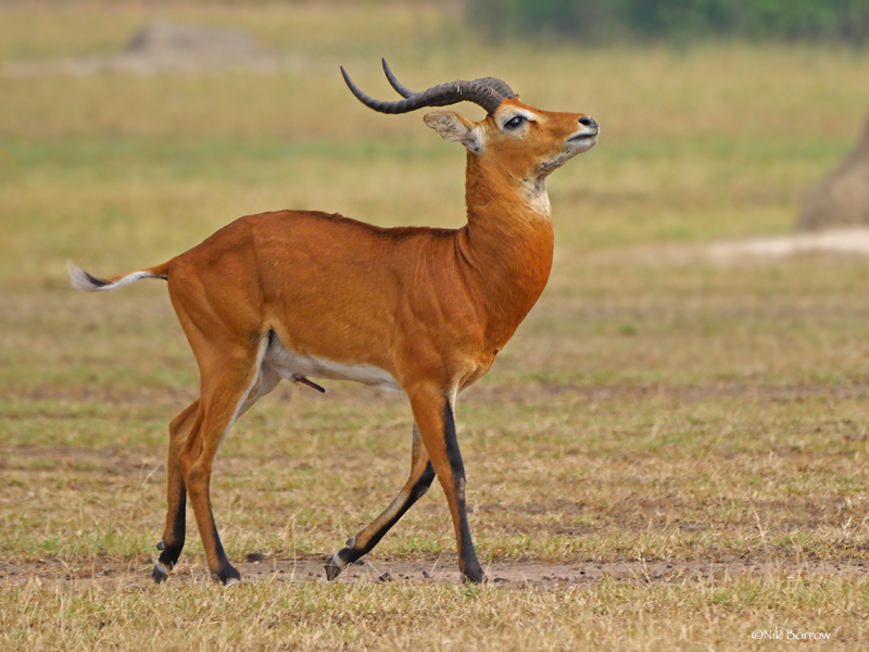 Ugandan Kob (Kobus kob thomasi) - Know Your Mammals