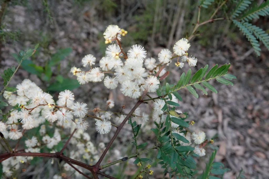 Sunshine Wattle from Scenic Forest Drive, Bermagui NSW 2546, Australia ...