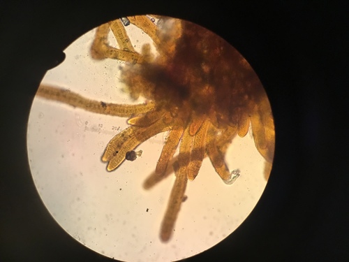 Genus Stigonema · iNaturalist