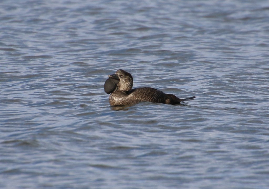 Musk Duck from Waterford WA, Australia on May 16, 2021 at 09:06 AM by ...