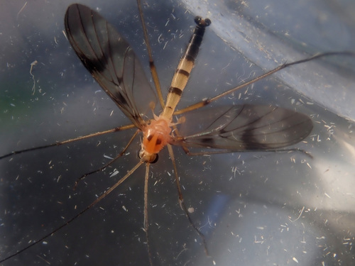 Macrocera angulata · iNaturalist