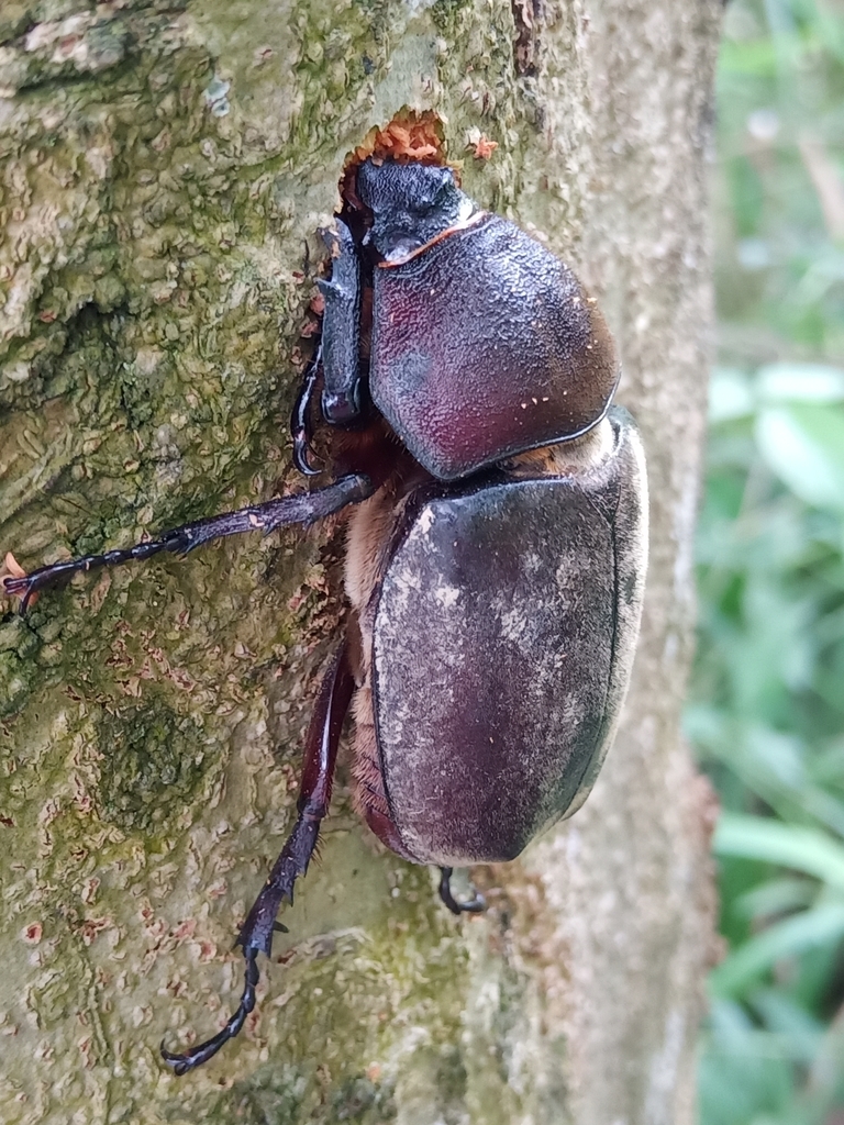 Trypoxylus dichotomus tsunobosonis from Yulin, TW-TA, TW on June 13 ...