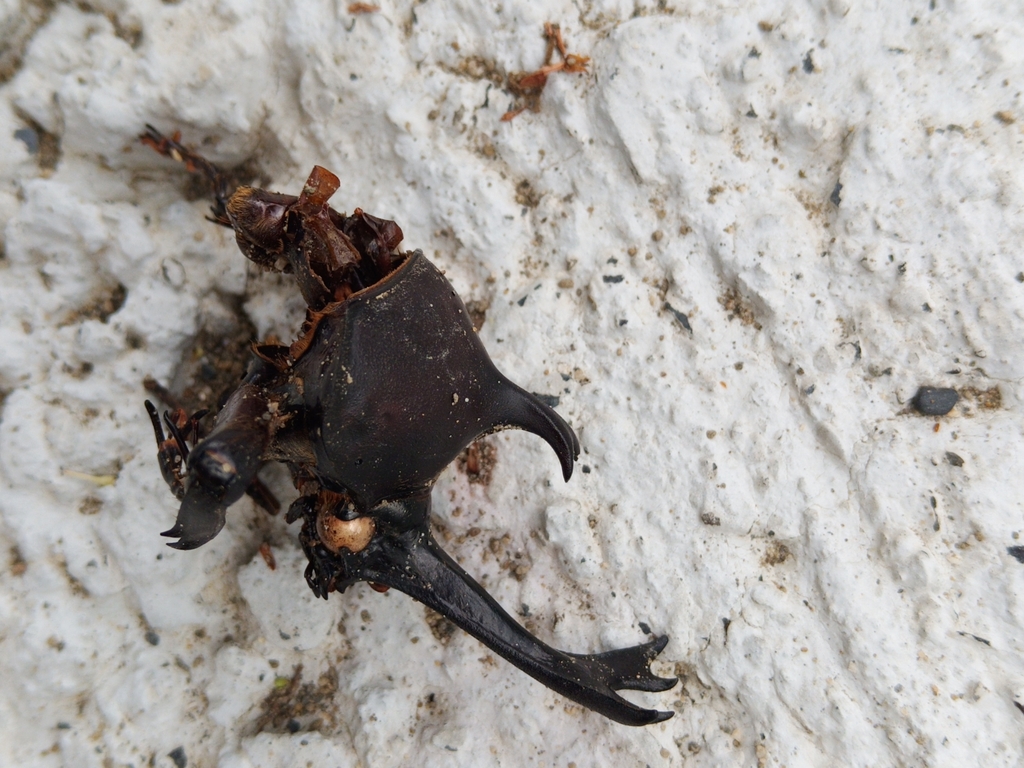 Trypoxylus dichotomus tsunobosonis from Yulin, TW-TA, TW on June 13 ...