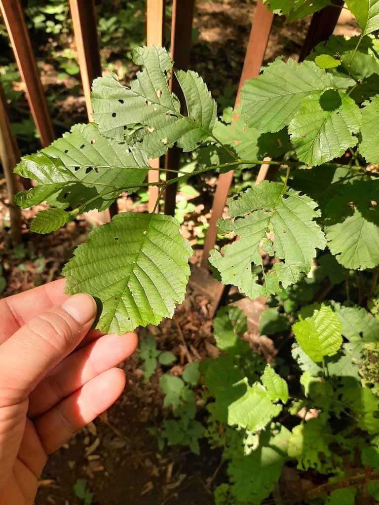 common hazel from Cavallasca CO, Italia on June 12, 2021 at 11:52 AM by ...