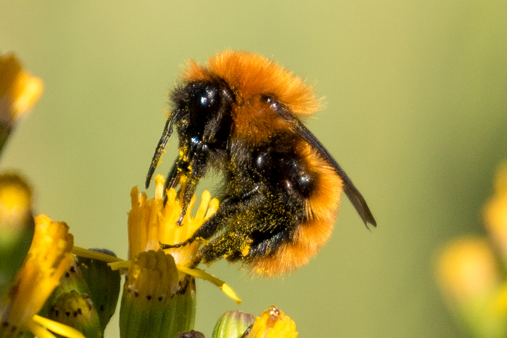 Giant Bumble Bee in February 2018 by John D Reynolds. Southern South ...