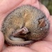 Honey Possum (Tarsipes rostratus) · iNaturalist