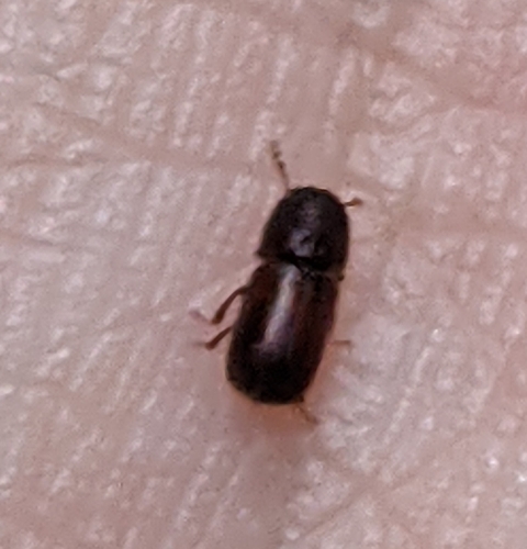 Dinoderus piceolus · iNaturalist