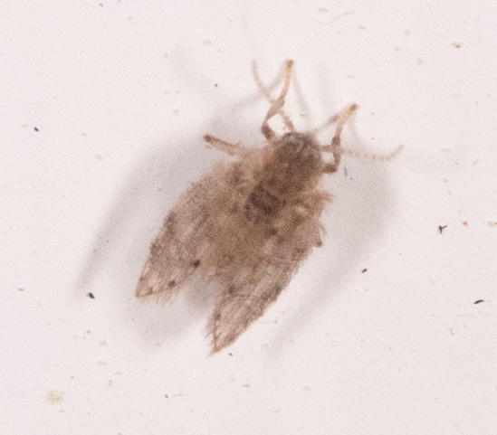 Psychoda alternata (Diptera (flies) of the Chagos Archipelago ...