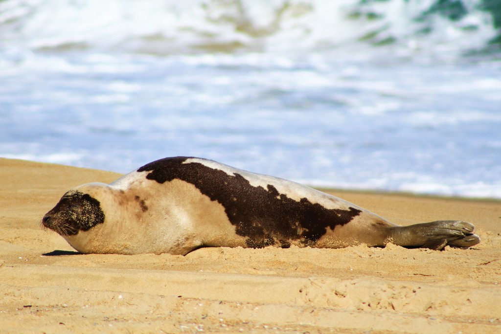 Harp Seal (Pagophilus groenlandicus) - Know Your Mammals