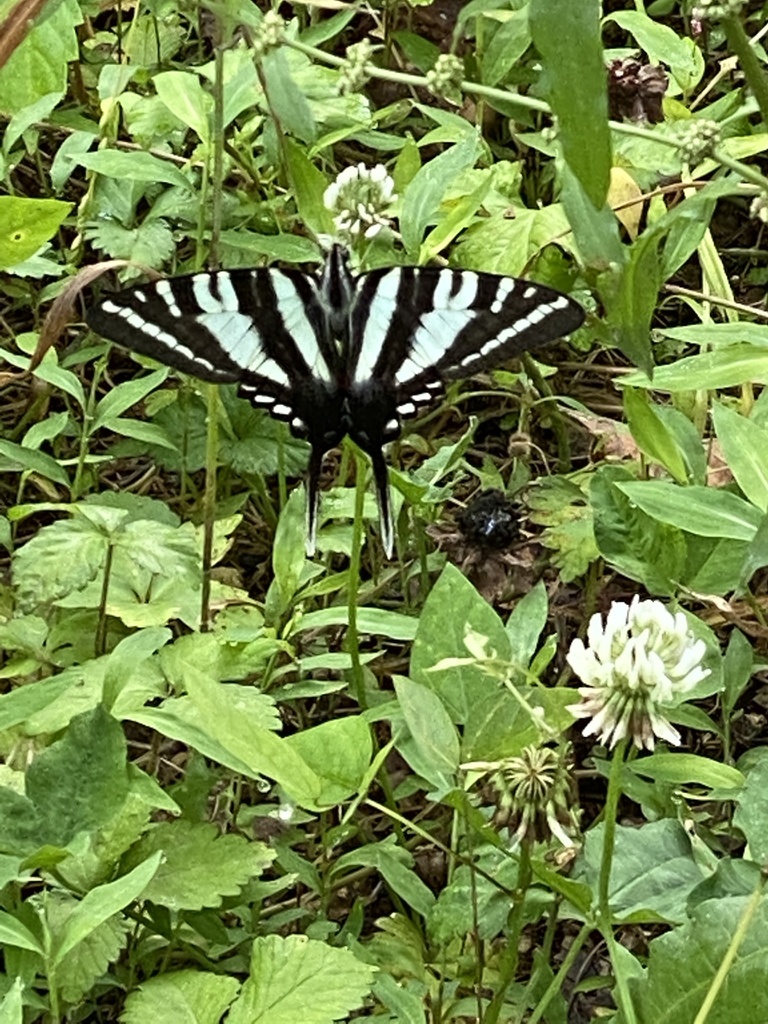 Zebra Swallowtail from Blockhouse Point Conservation Park, Potomac, MD ...