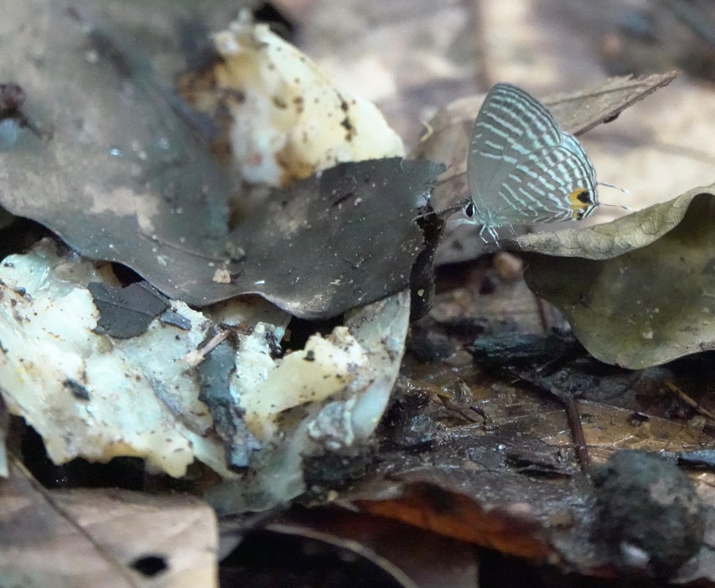 Common Cerulean from Bukit Timah Nature Reserve, Singapore on June 13 ...