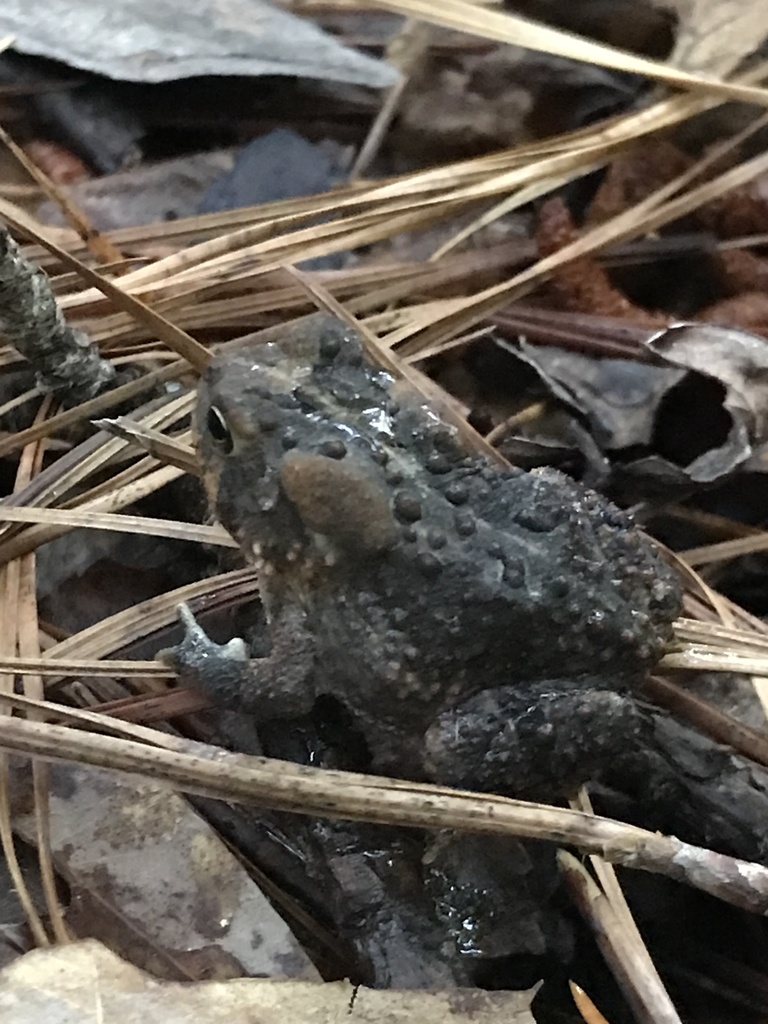 North American Toads from Pefley Ln, Virginia Beach, VA, US on June 13 ...